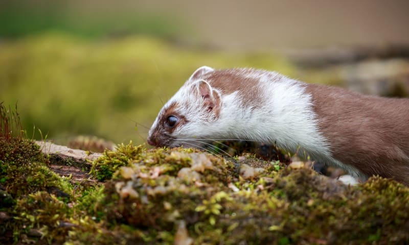 Hermelijn | Natuurmonumenten
