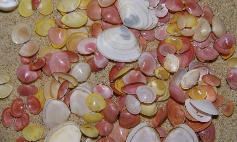 Top 10 Schelpen | Natuurmonumenten