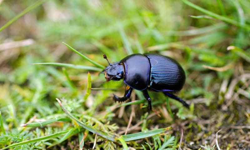 Kevers herkennen met OERRR | Natuurmonumenten