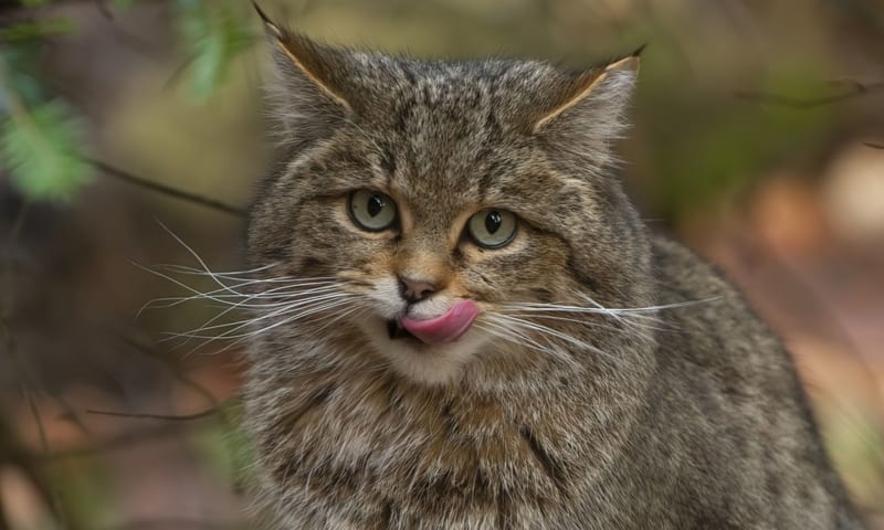 Wilde kat | Natuurmonumenten