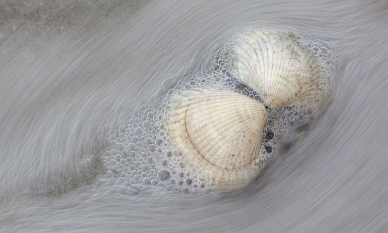 Top 10 Schelpen | Natuurmonumenten