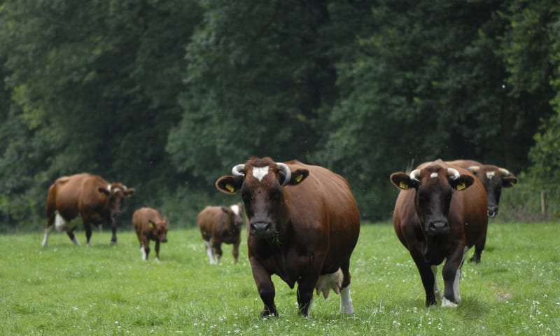 Herenboeren Groote Modderkolk staat aan | Natuurmonumenten
