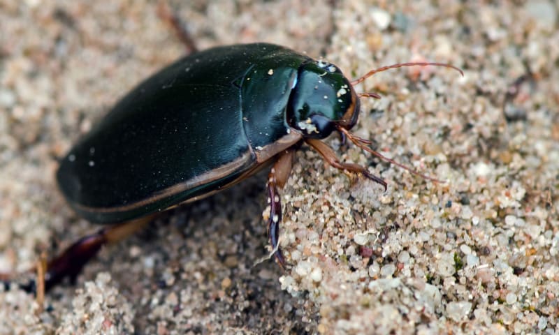 10x waterdieren | Natuurmonumenten