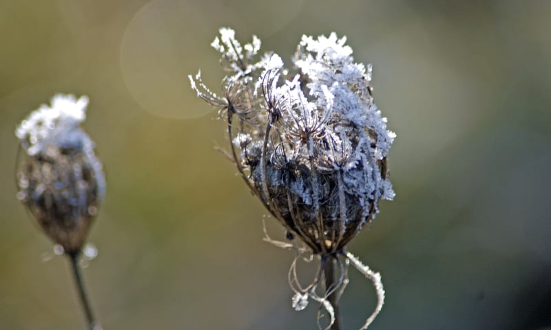 Maak een wintertafel | Natuurmonumenten