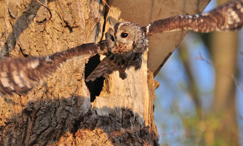 Bosuil | Natuurmonumenten