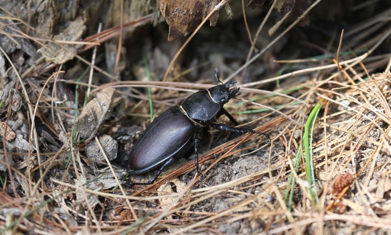 Vliegend hert | Natuurmonumenten