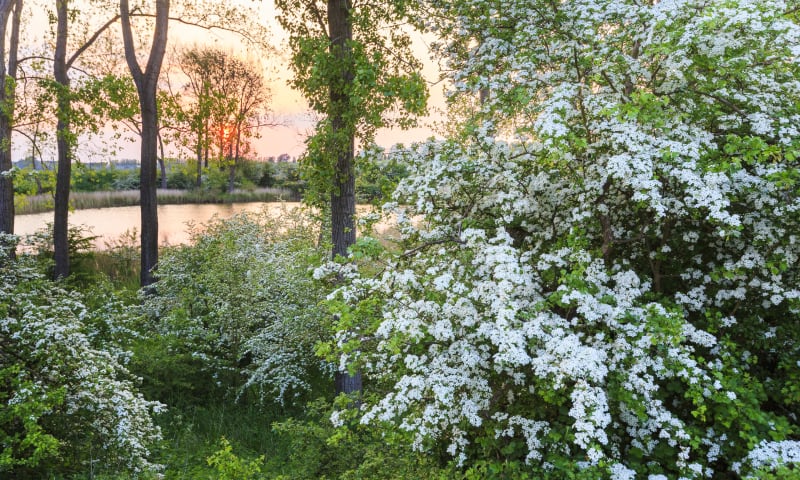 Natuur op het Rotterdams platteland | Natuurmonumenten