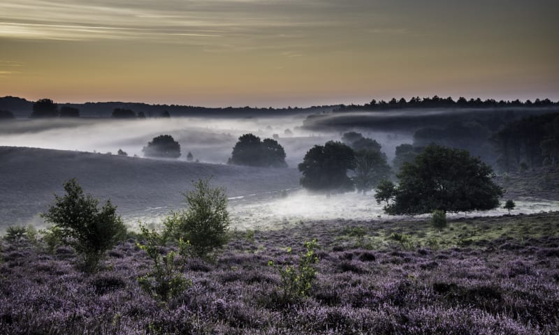 De Veluwe - Natuurgebied | Natuurmonumenten