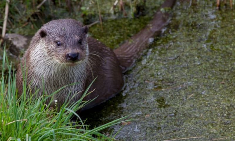 Otter | Natuurmonumenten