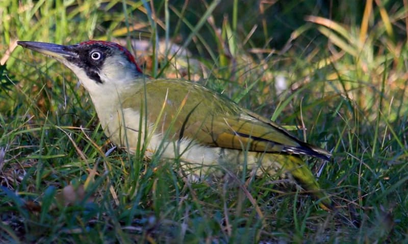 Specht | Natuurmonumenten
