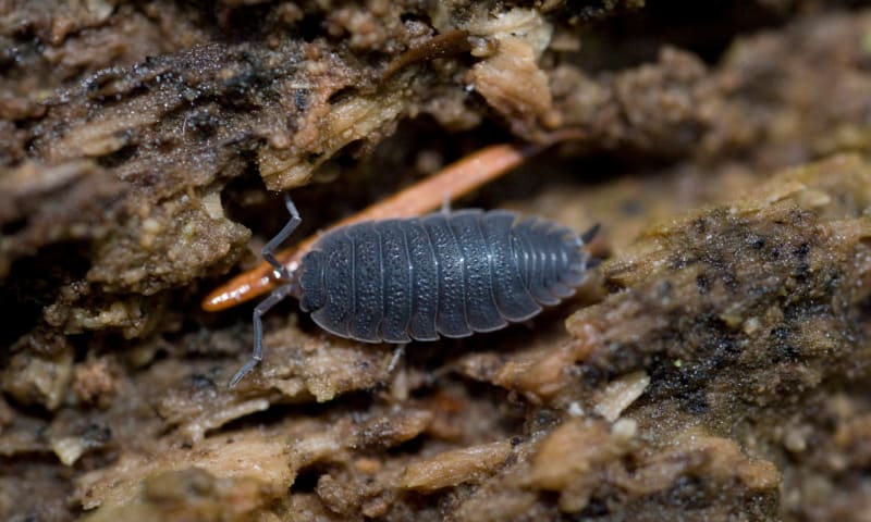 Top 20 dieren in je tuin herkennen | Natuurmonumenten