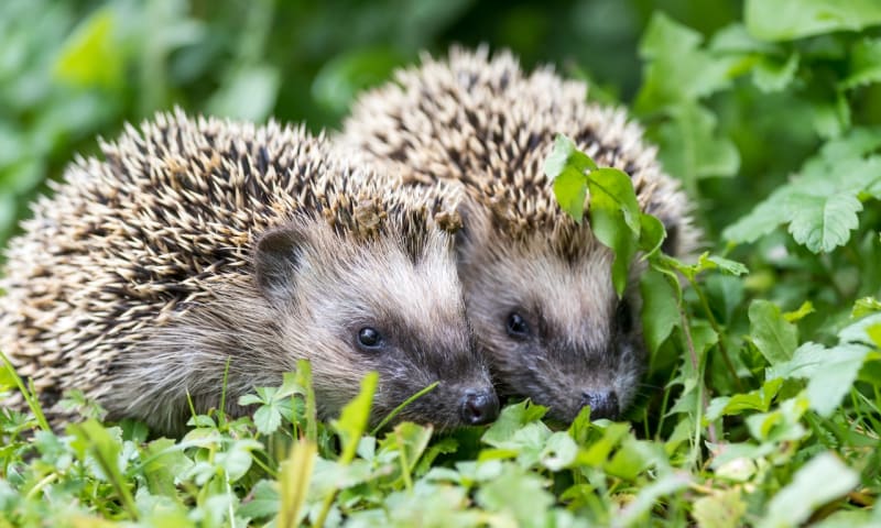 Egel in Nederland | Natuurmonumenten