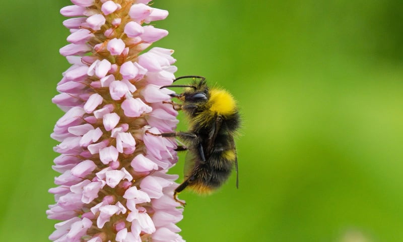 Hommels in je tuin herkennen | Natuurmonumenten