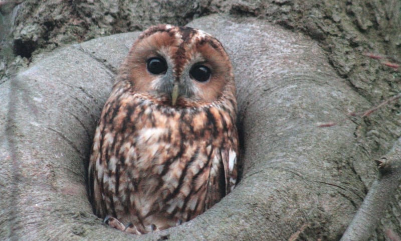 Bosuil | Natuurmonumenten