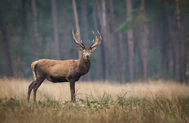 Wandelroute herten spotten in het Deelerwoud, Veluwe | Natuurmonumenten