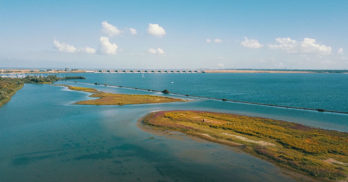 Na 47 jaar weer haring in het Haringvliet | Natuurmonumenten