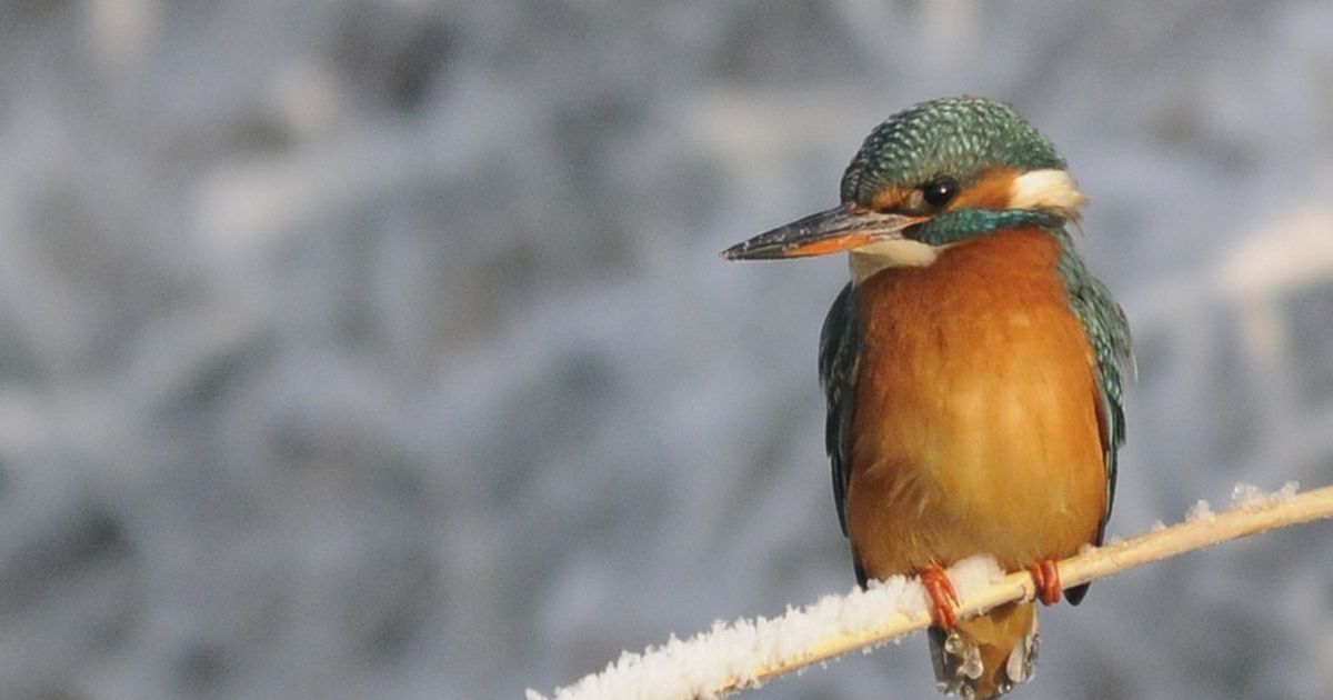 IJsvogel in de Ackerdijkse Plassen hoopt op dooi | Natuurmonumenten