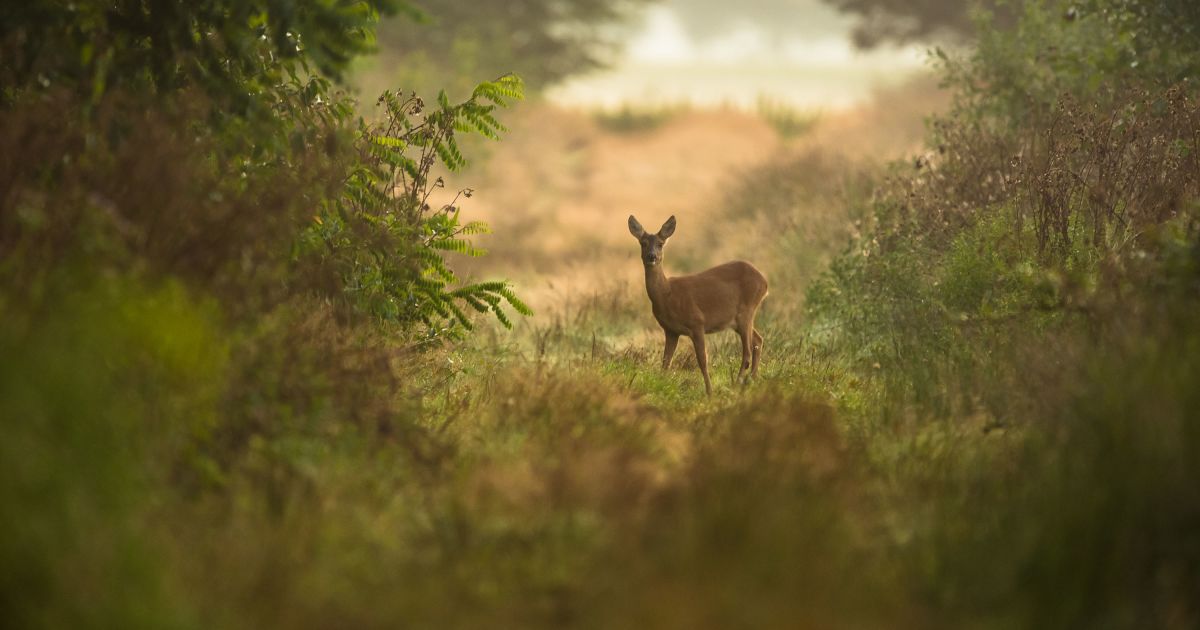 Reeën spotten in de avondschemer | Natuurmonumenten