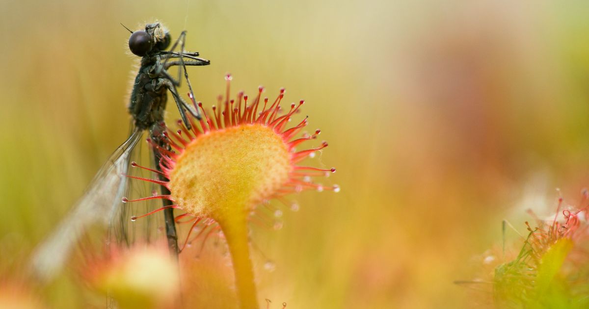 Insecten op het menu | Natuurmonumenten