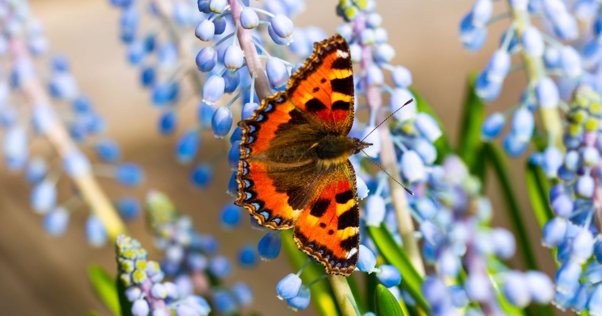 Top 10 herkennen vlinders in je tuin | Natuurmonumenten