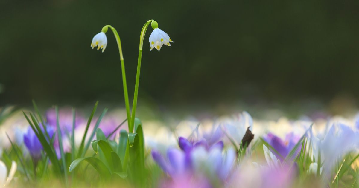 Natuur beschermen in Nederland | Natuurmonumenten