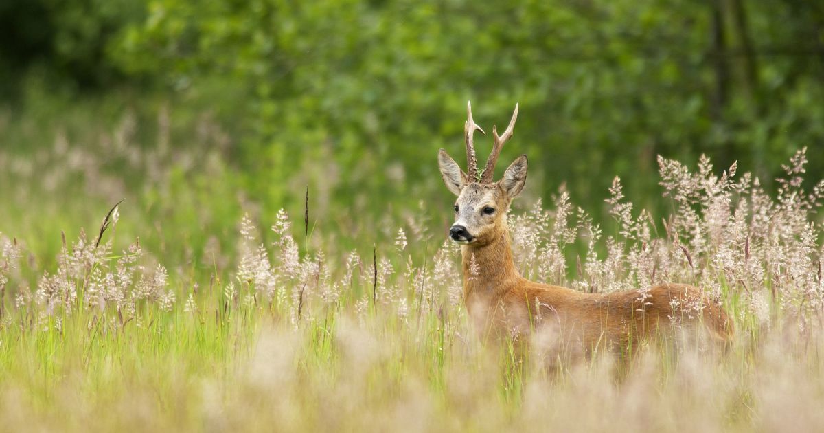 Met deze tips spot je meer reeën | Natuurmonumenten