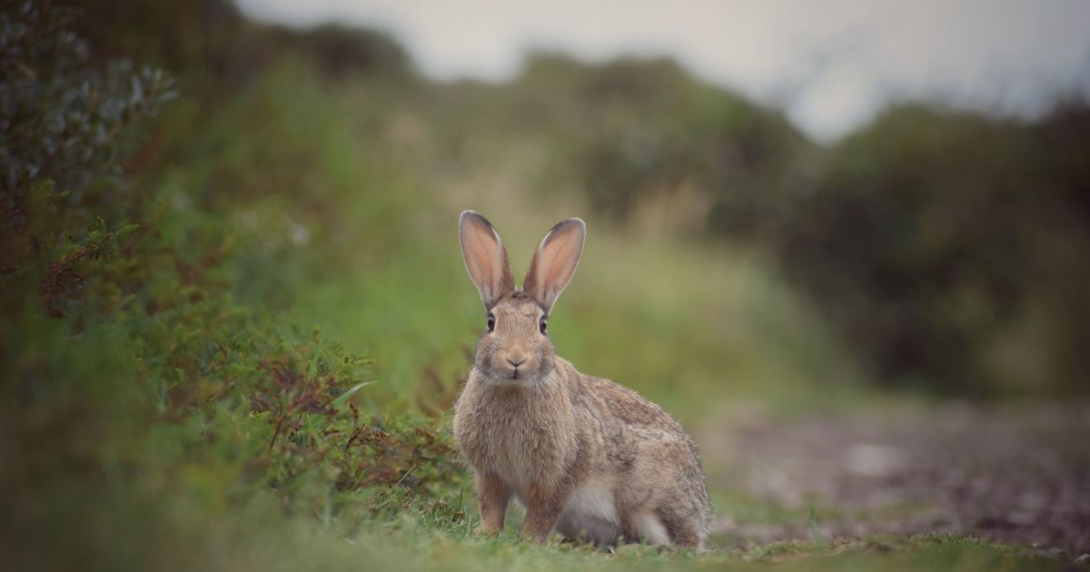 Konijn | Natuurmonumenten