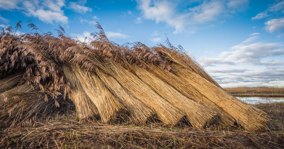 Gesneden riet levert prachtige beelden in de Nieuwkoopse Plassen op ...
