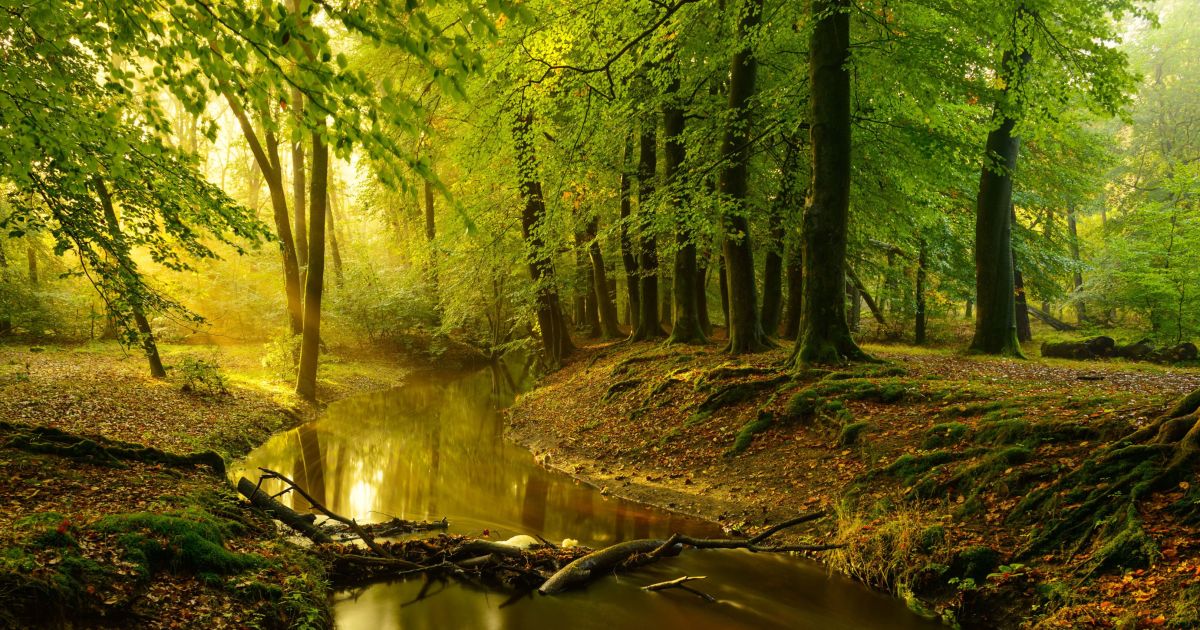 Natuur beschermen in Nederland | Natuurmonumenten