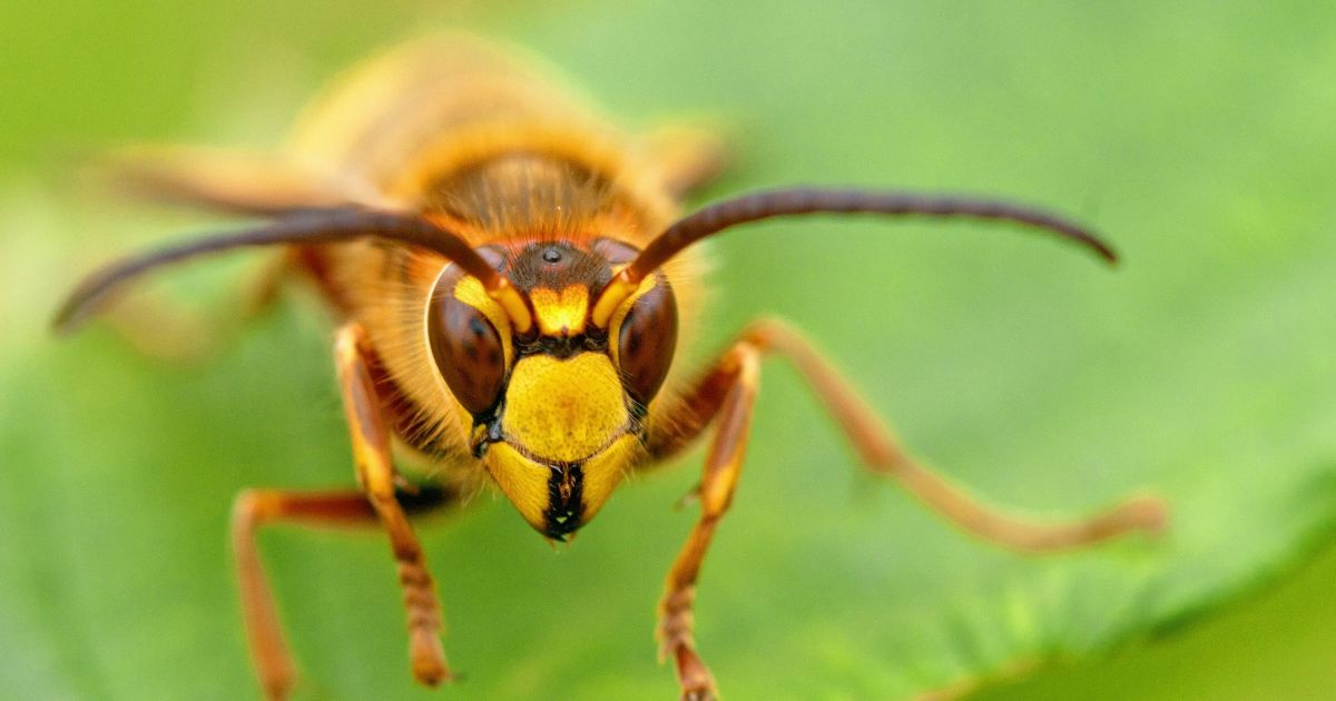 Hoornaar: de grootste wesp in Nederland | Natuurmonumenten