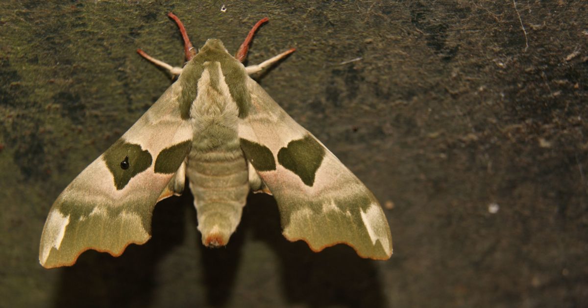 Boom stekken doe je zo | Natuurmonumenten