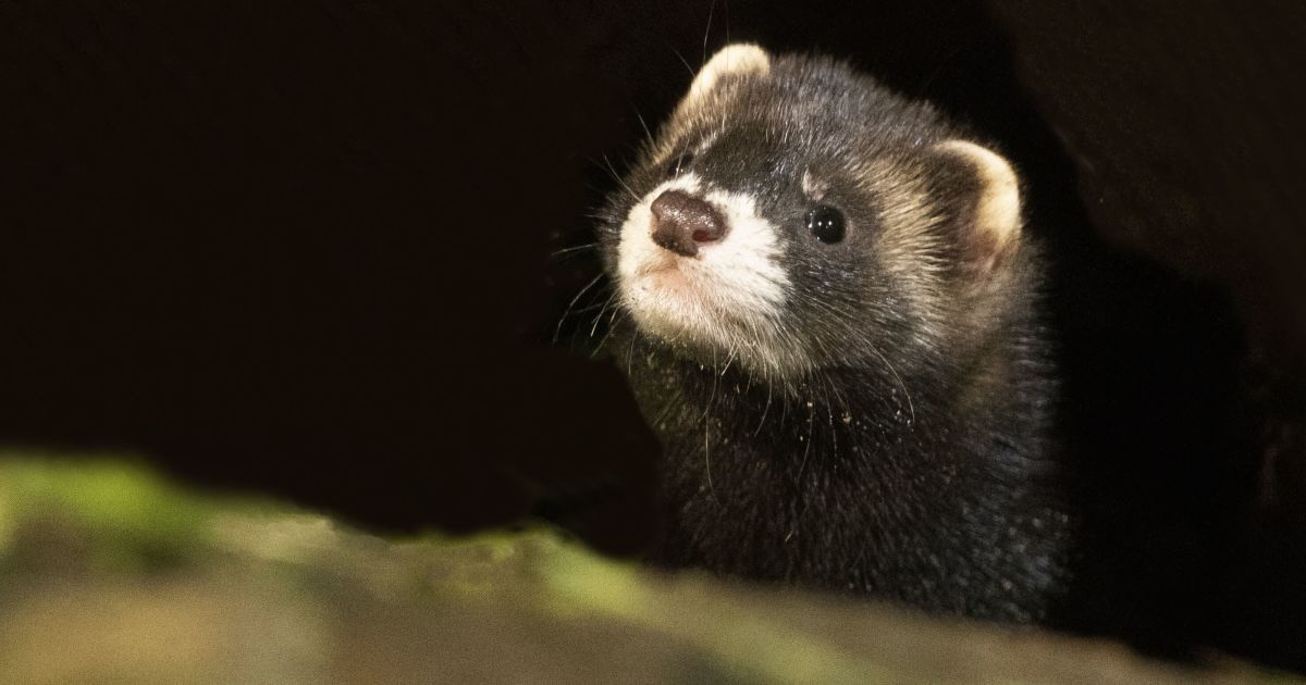 Bunzing | Natuurmonumenten