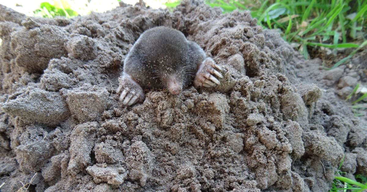 Mol | Natuurmonumenten