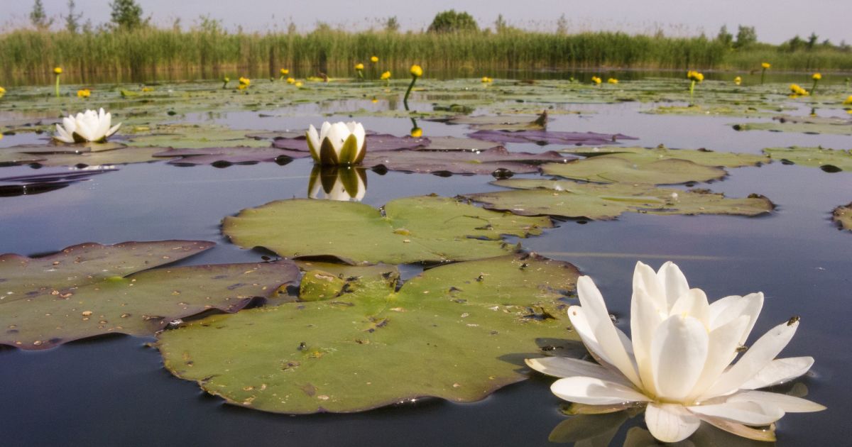 Natuur herstellen via uw stichting | Natuurmonumenten