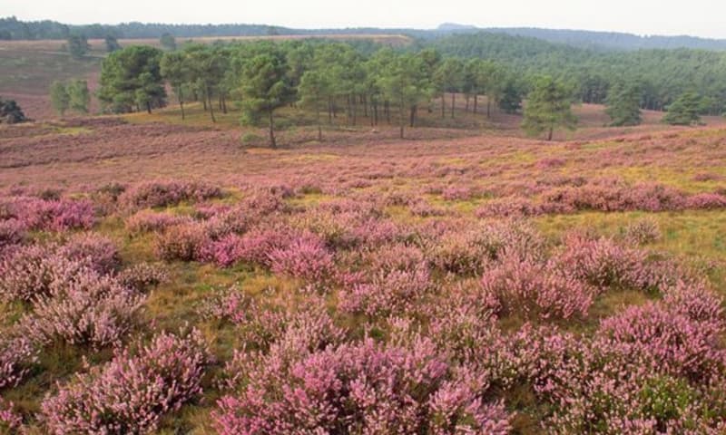 Heide Nederland; de mooiste heidevelden en heuvels voor wandelingen en ...