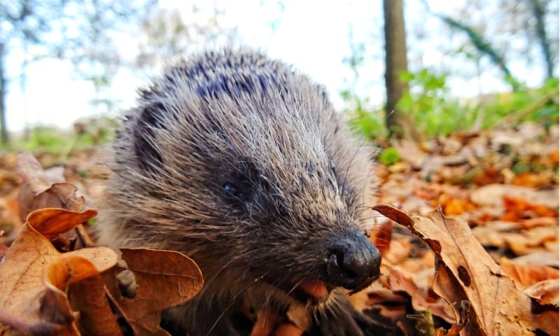 Lespakket over het thema de egel | Natuurmonumenten