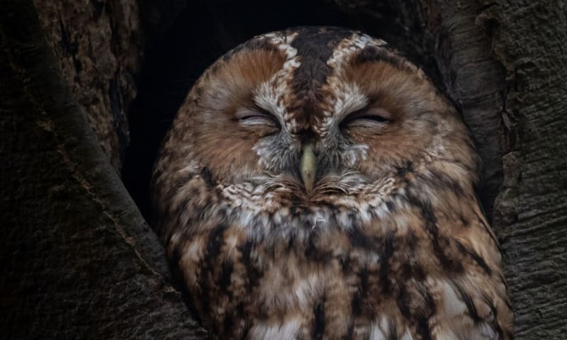 Roepende uilen in het donker | Natuurmonumenten