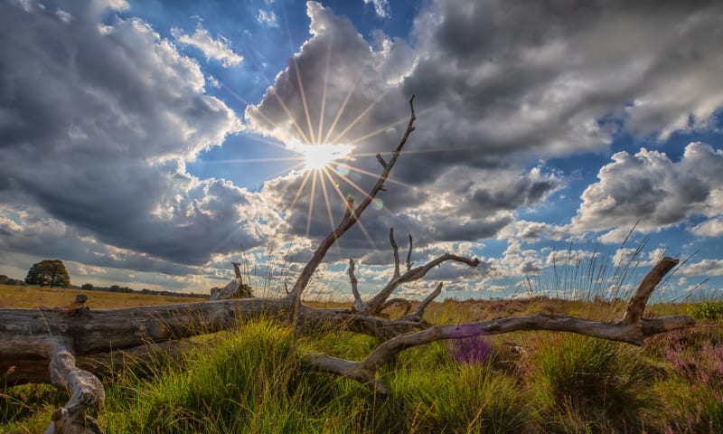 Natuur in Nederland | Natuurmonumenten