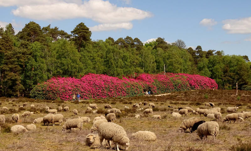 Heide in Nederland | Natuurmonumenten