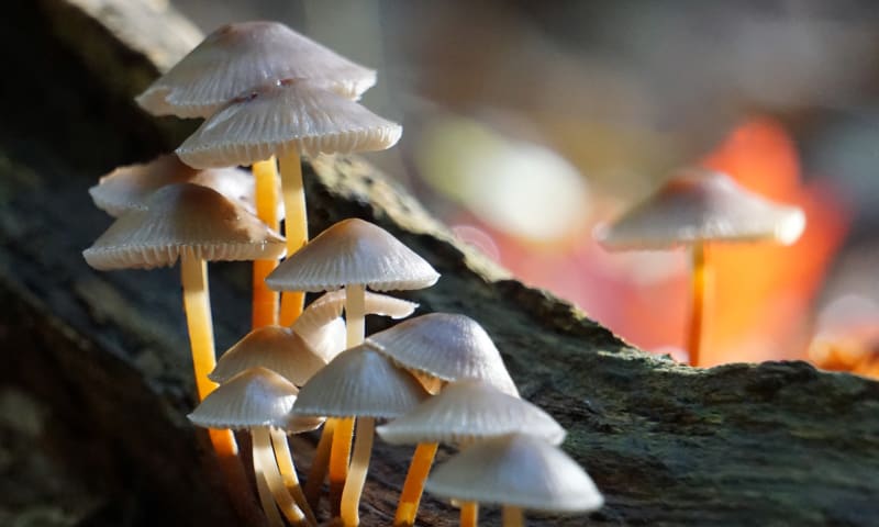 Paddenstoelen | Natuurmonumenten