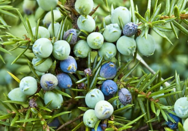 Wandelroute Korenburgerveen, vlakbij Winterswijk | Natuurmonumenten