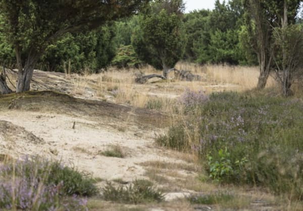 Wandelroute Korenburgerveen, vlakbij Winterswijk | Natuurmonumenten