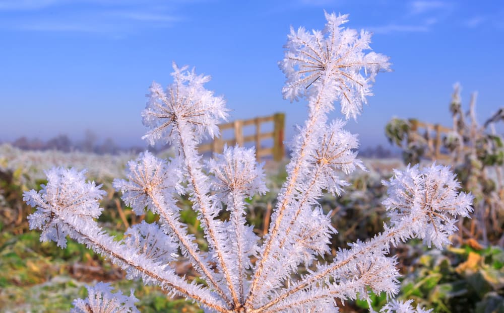 Mooie ruige rijp tijdens de vorstperiode medio december | Natuurmonumenten