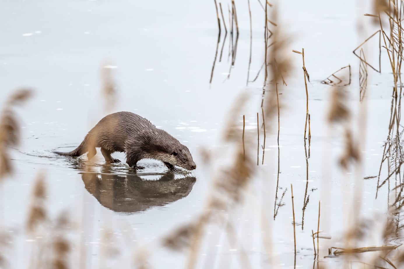Zuid-Holland - Provincie | Natuurmonumenten