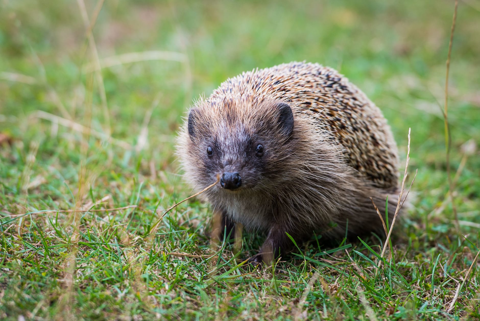 Lespakket over het thema de egel | Natuurmonumenten