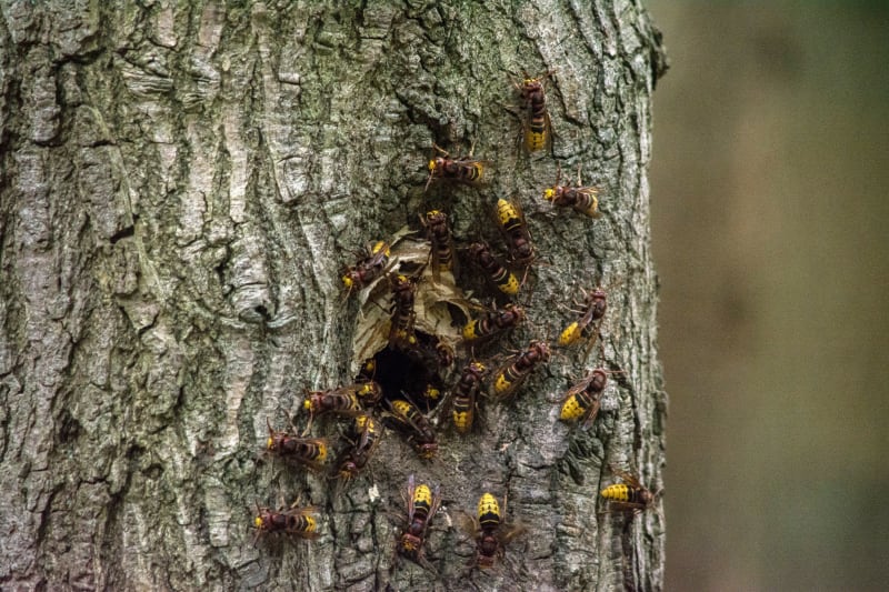 Hoornaar: de grootste wesp in Nederland | Natuurmonumenten