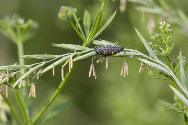Slakken en bladluizen in je tuin: zo voorkom je een plaag ...