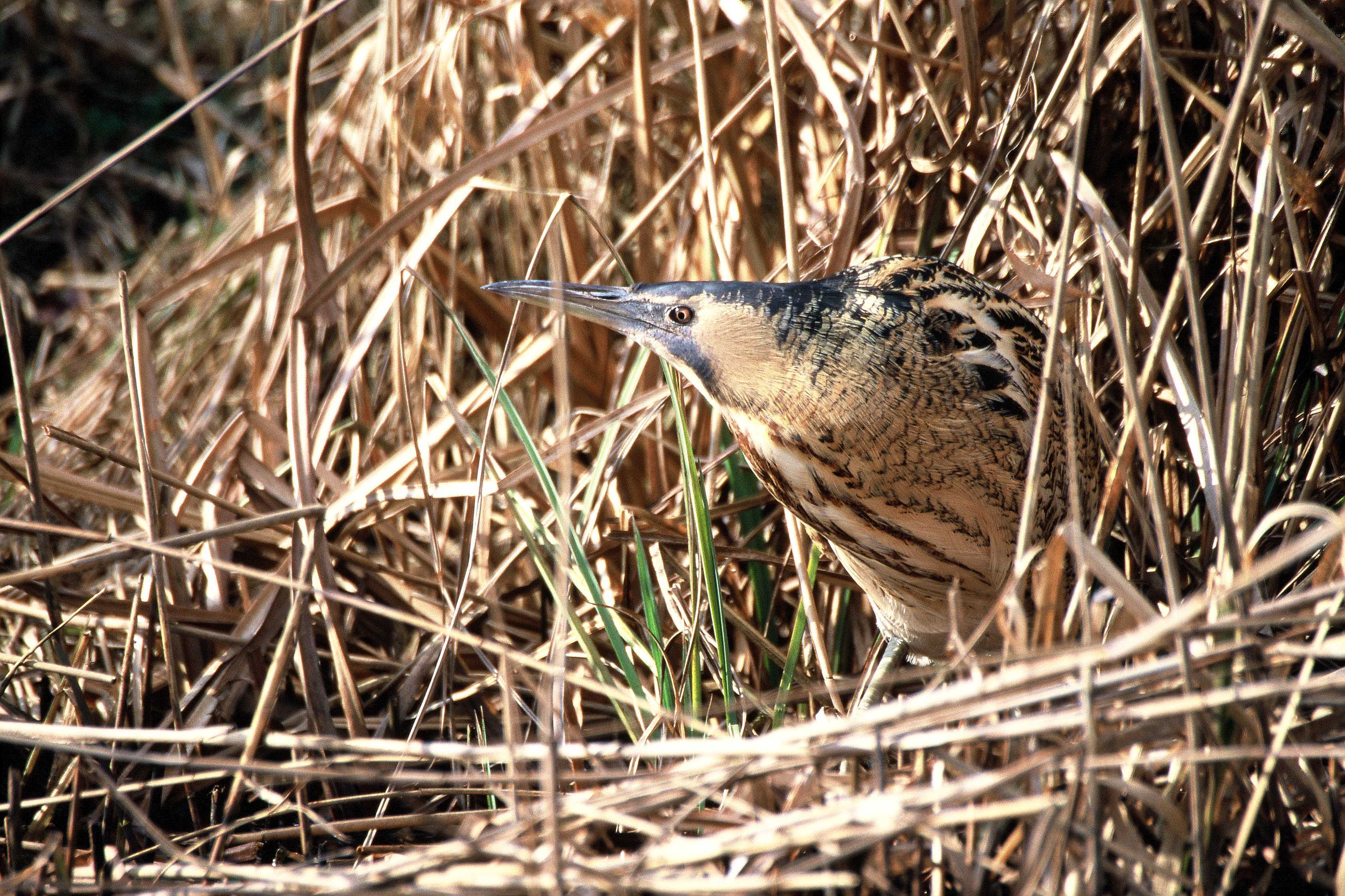 Roerdomp in het riet - A better LIFE for Bittern | Natuurmonumenten