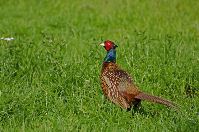 Wandelroute Fazant, vlak bij Hoogerheide | Natuurmonumenten