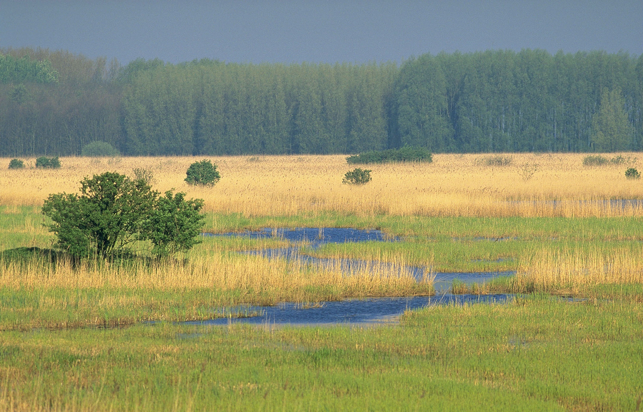 Harderbroek - Natuurgebied | Natuurmonumenten